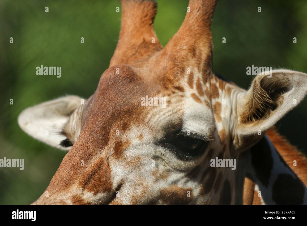 Jacksonville Zoo Animal High Resolution Stock Photography and Images ...