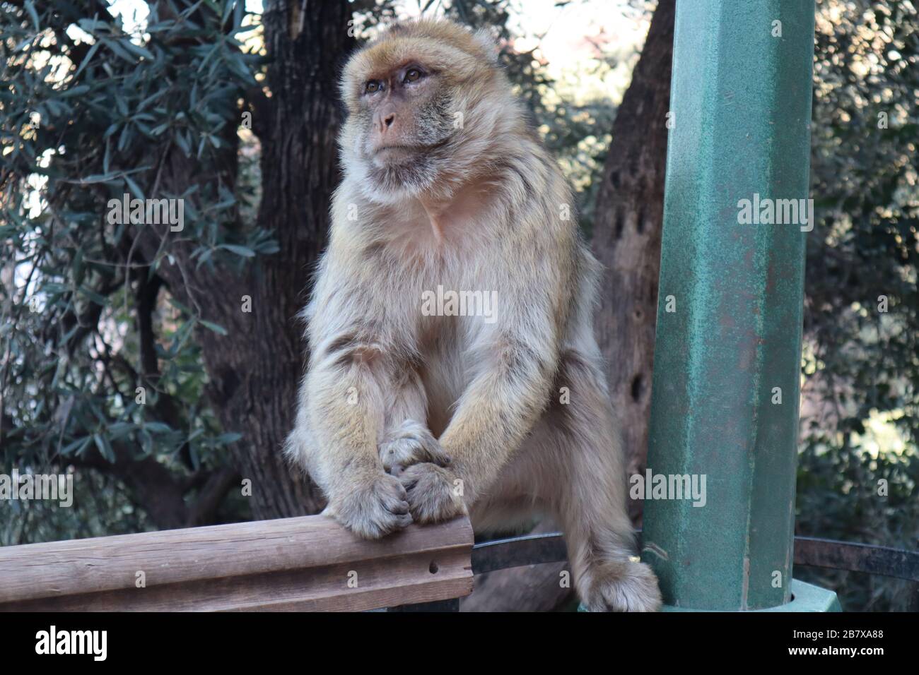 Macaque monkeys Ouzoud Waterfalls Atlas Mountains Morocco Stock Photo ...