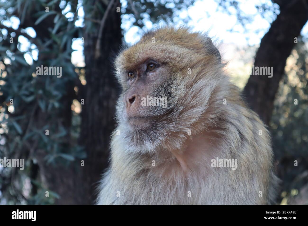 Waterfalls of the monkeys hi-res stock photography and images - Alamy