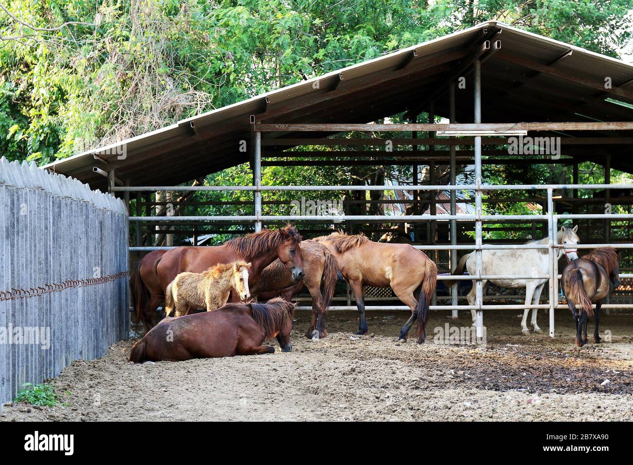 Horse farm, leisure, families in rural areas Stock Photo - Alamy