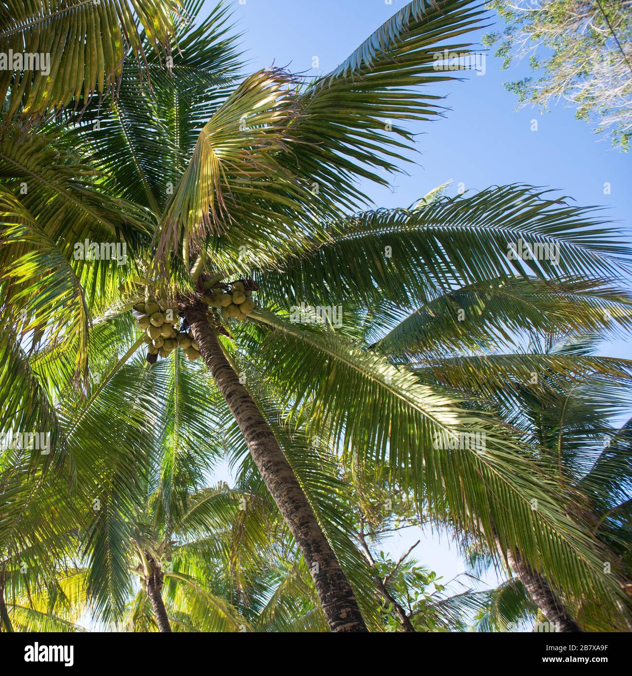 Directly below shot of coconut palm tree, Roatan, Honduras Stock Photo ...