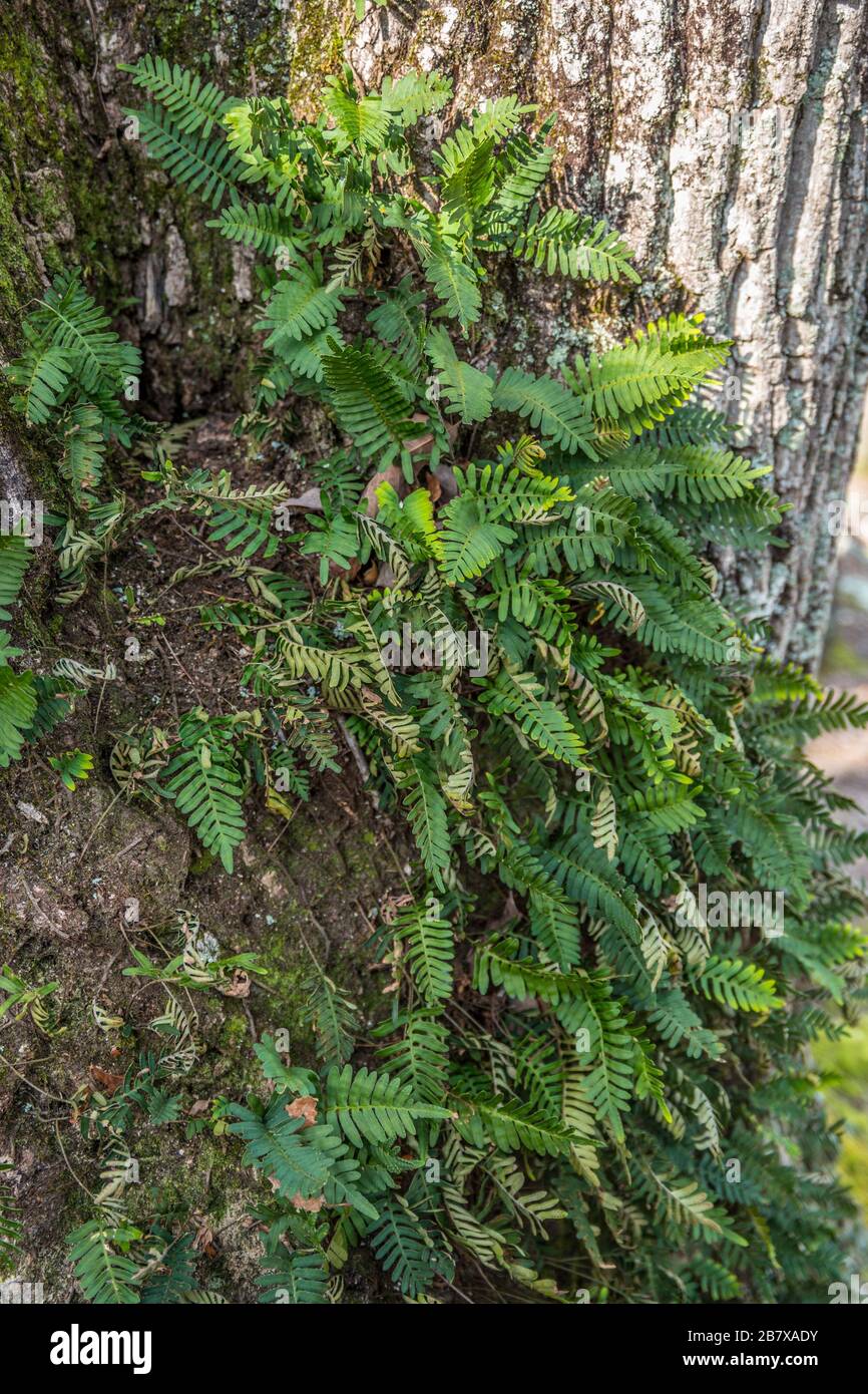 A closeup view of leafy fern fronds growing on the bark of a tree in ...
