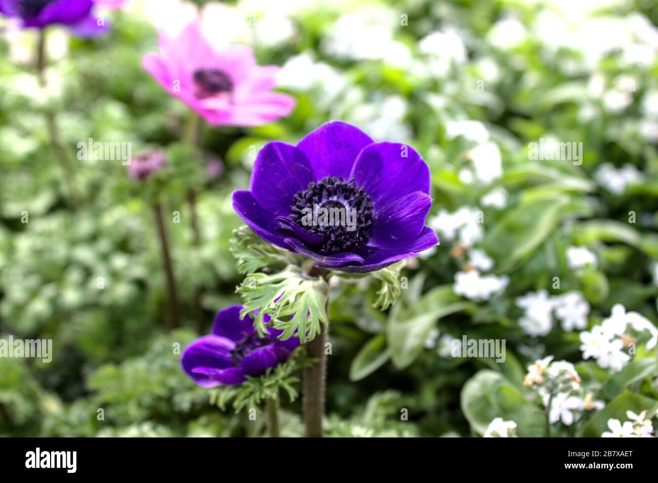 The picture shows beautiful anemones in the spring Stock Photo - Alamy