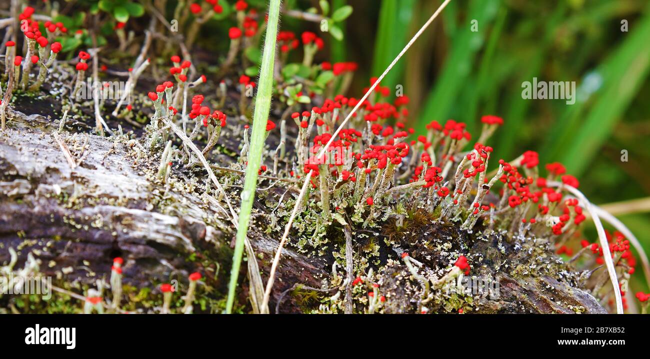 Beautiful red lichens, New Zealand Stock Photo - Alamy