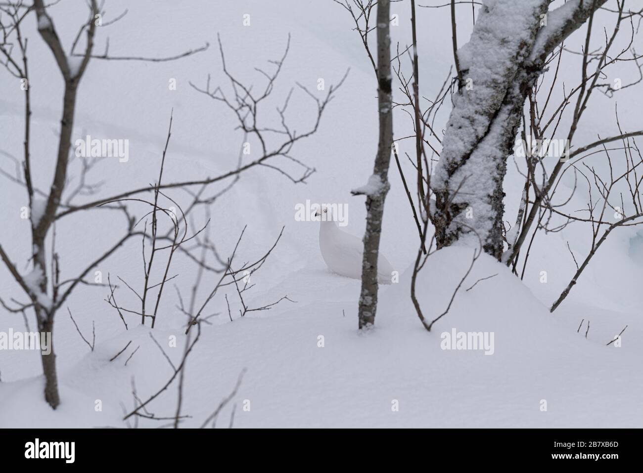 Camouflaged bird hi-res stock photography and images - Alamy