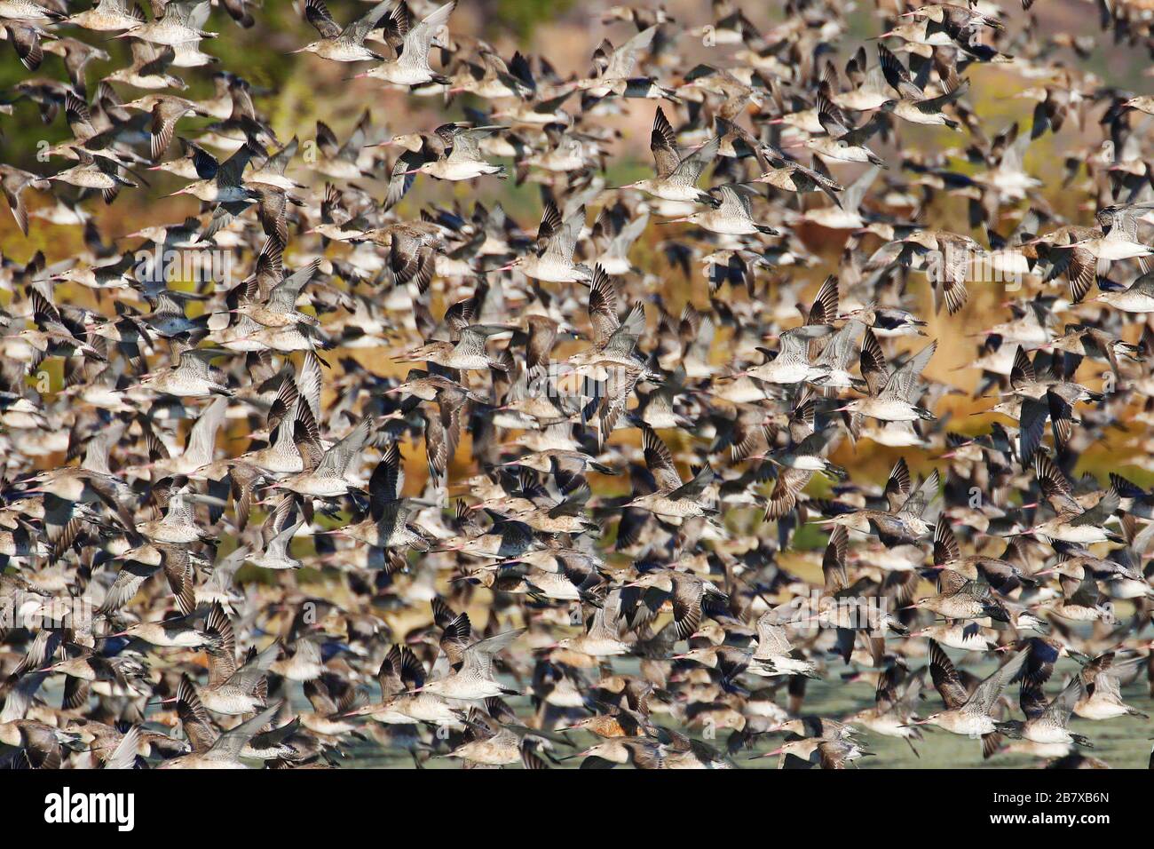 Bar tailed godwit new zealand hi-res stock photography and images - Alamy