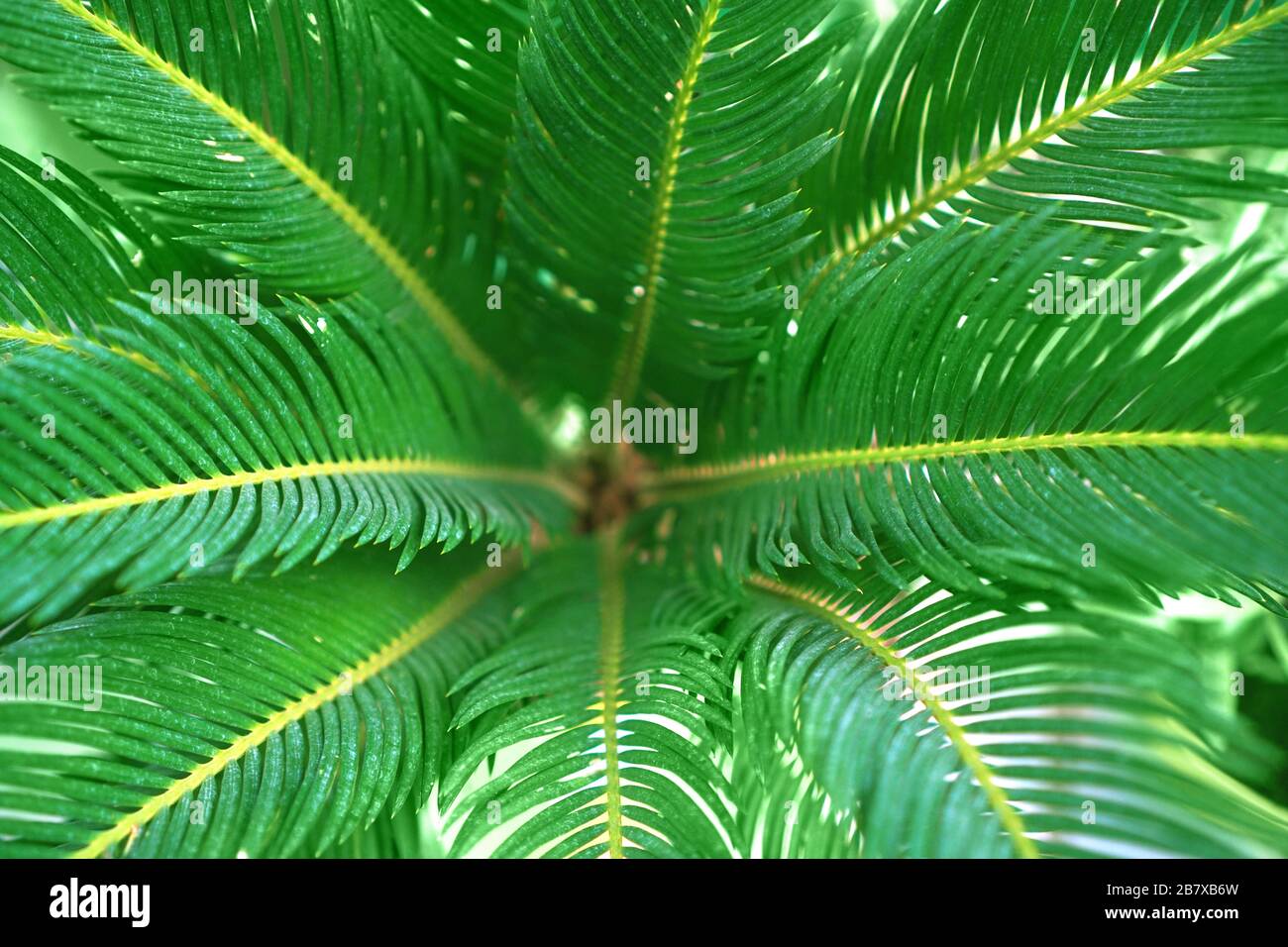 Symmetrical Palm Tree High Resolution Stock Photography and Images - Alamy