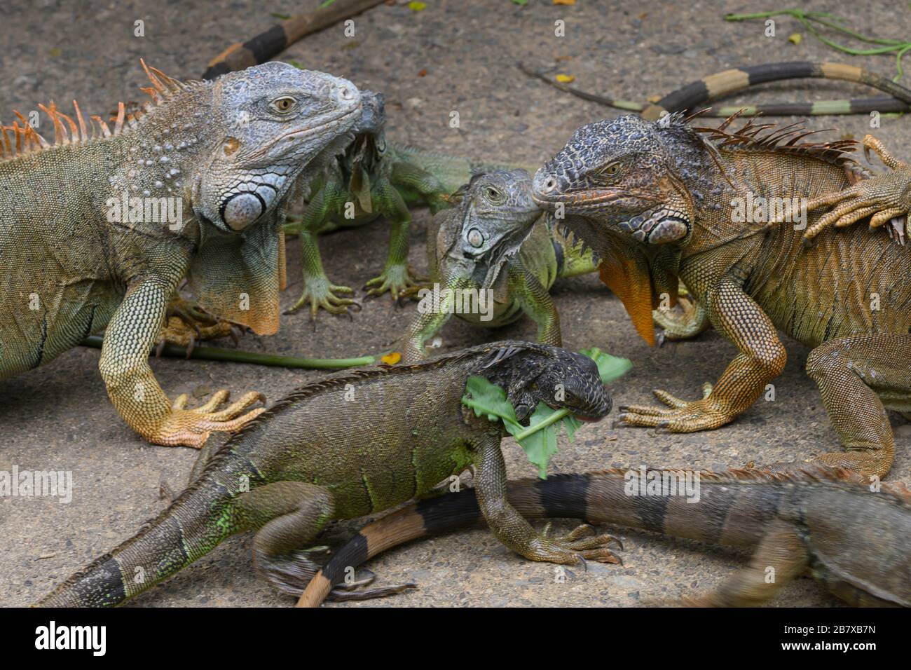 Iguana family, Iguana Farm, French Harbour, Roatan, Honduras Stock ...