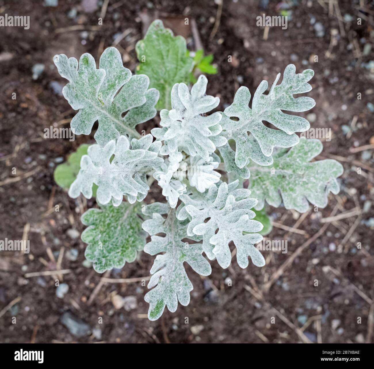 Annual plant Сineraria maritima closeup. The concept of crop production ...
