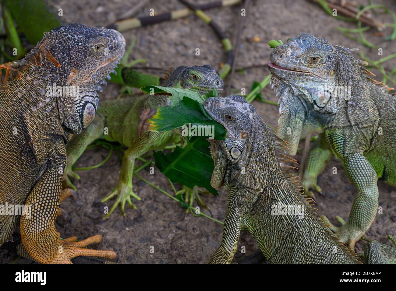 Iguanas feeding on plant leaves, Iguana Farm, French Harbour, Roatan ...