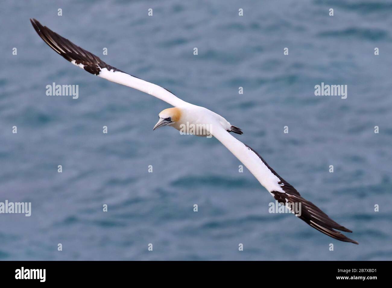 Australasian gannet in flight, New Zealand Stock Photo - Alamy