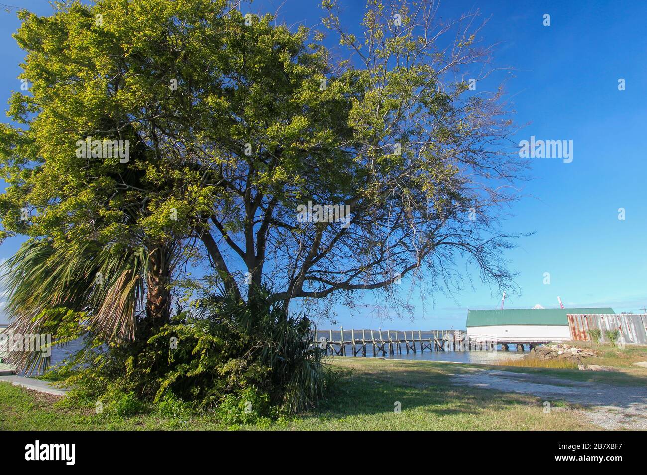 Beautiful Tree and a Dock in St. Augustine, Florida Stock Photo - Alamy