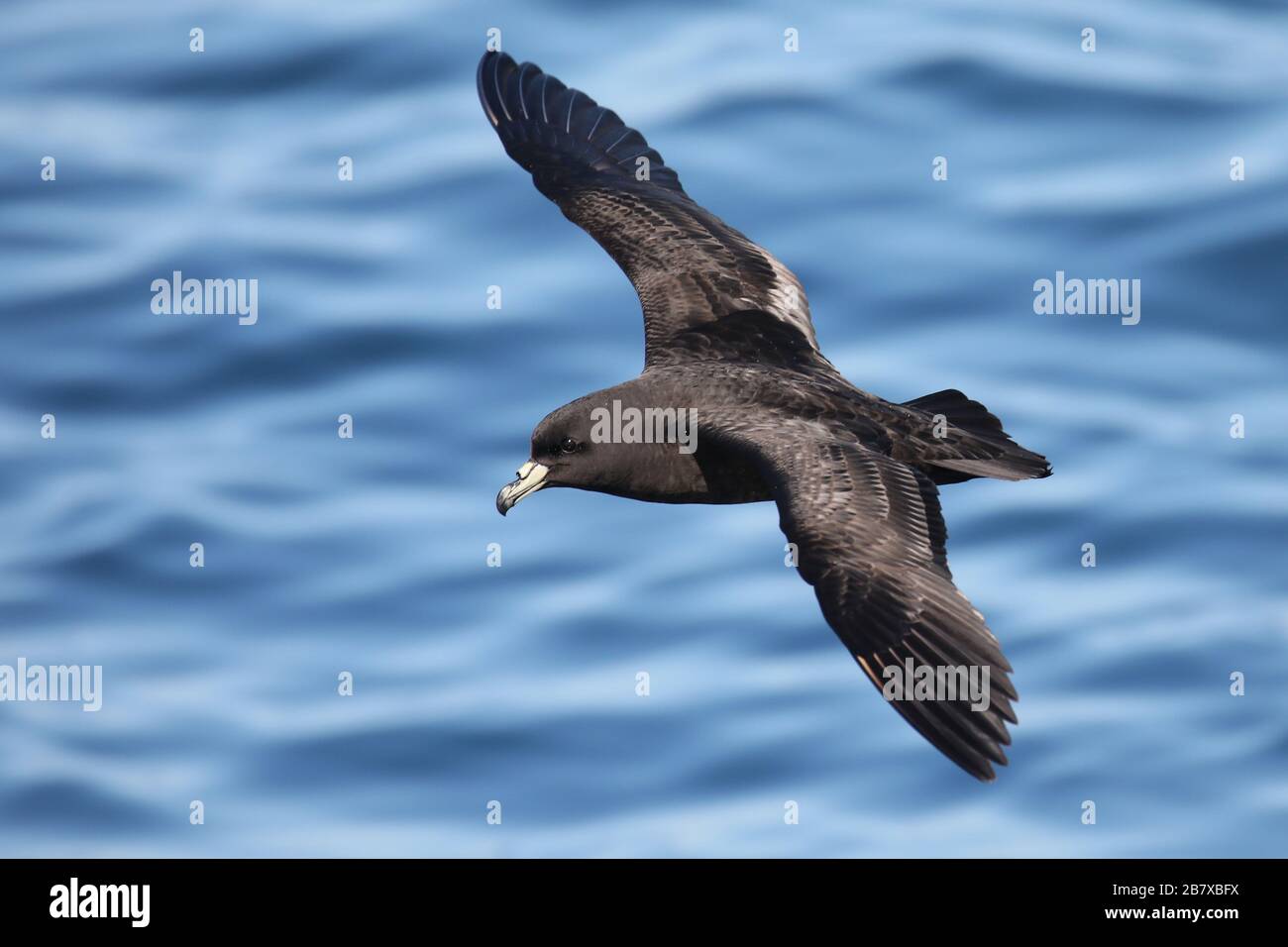 Petrel bird hi-res stock photography and images - Alamy