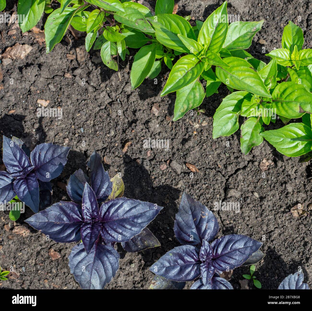 Opal basil hi-res stock photography and images - Alamy