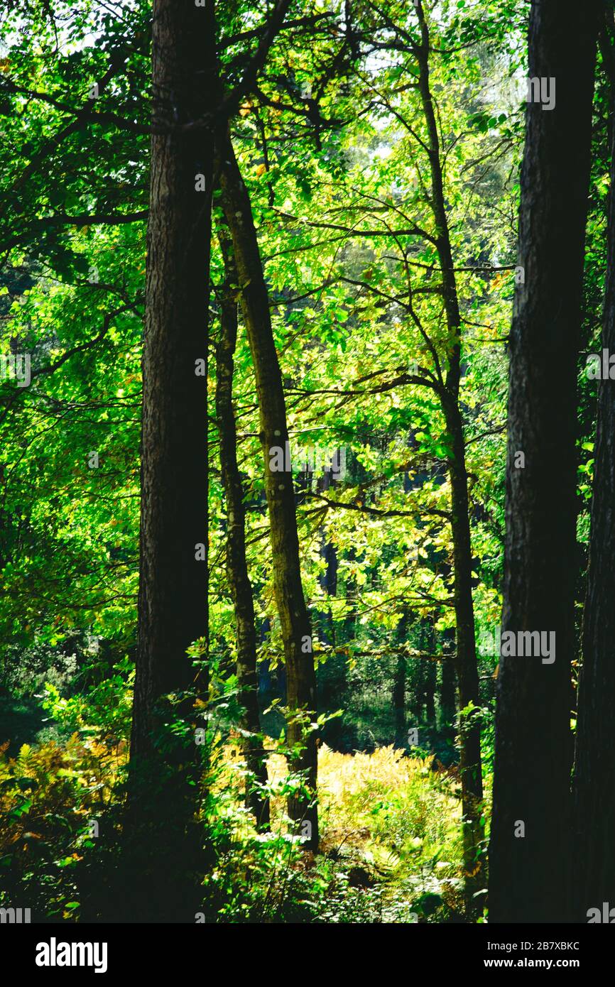 East European Forest: Big Trees with their Green Leaves Foliage Stock ...