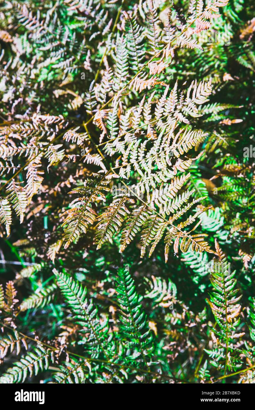 Wild Plants: Green Foliage on an early spring season Stock Photo - Alamy
