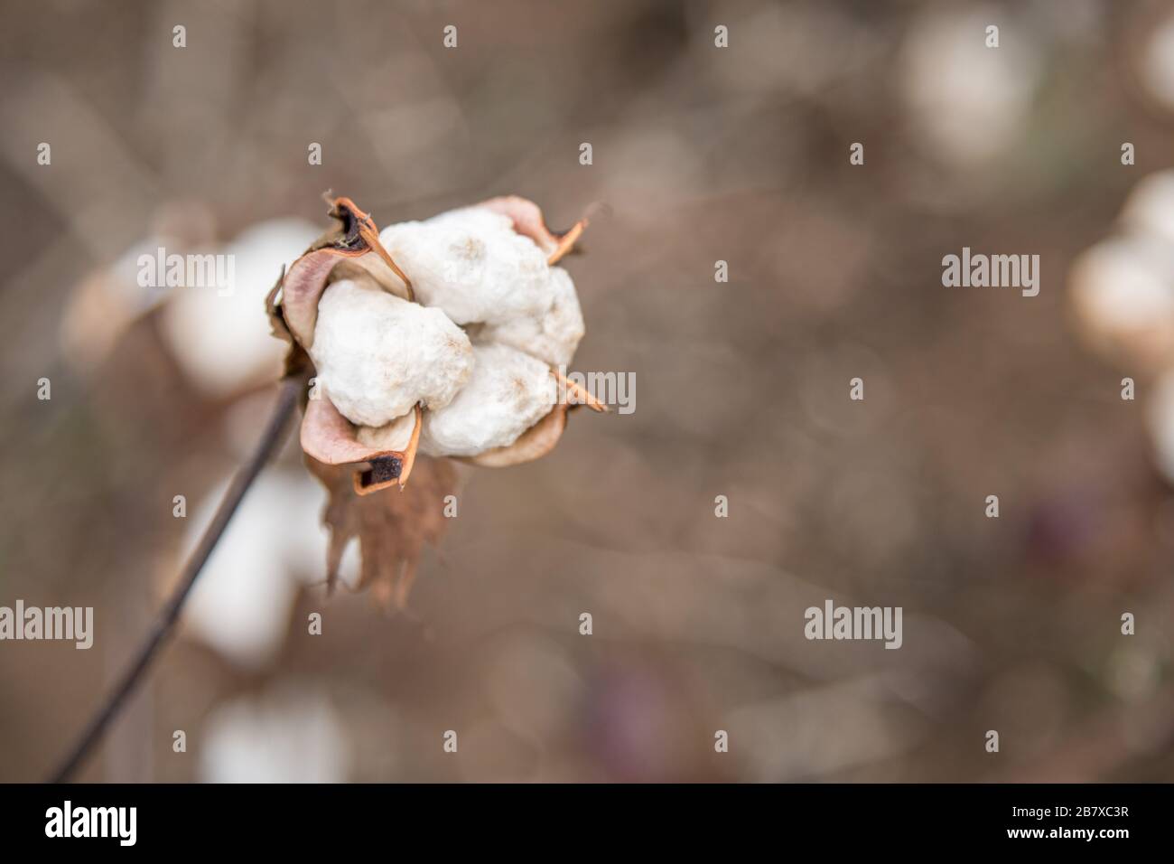 Cotton Plant Close-up Stock Photo - Alamy