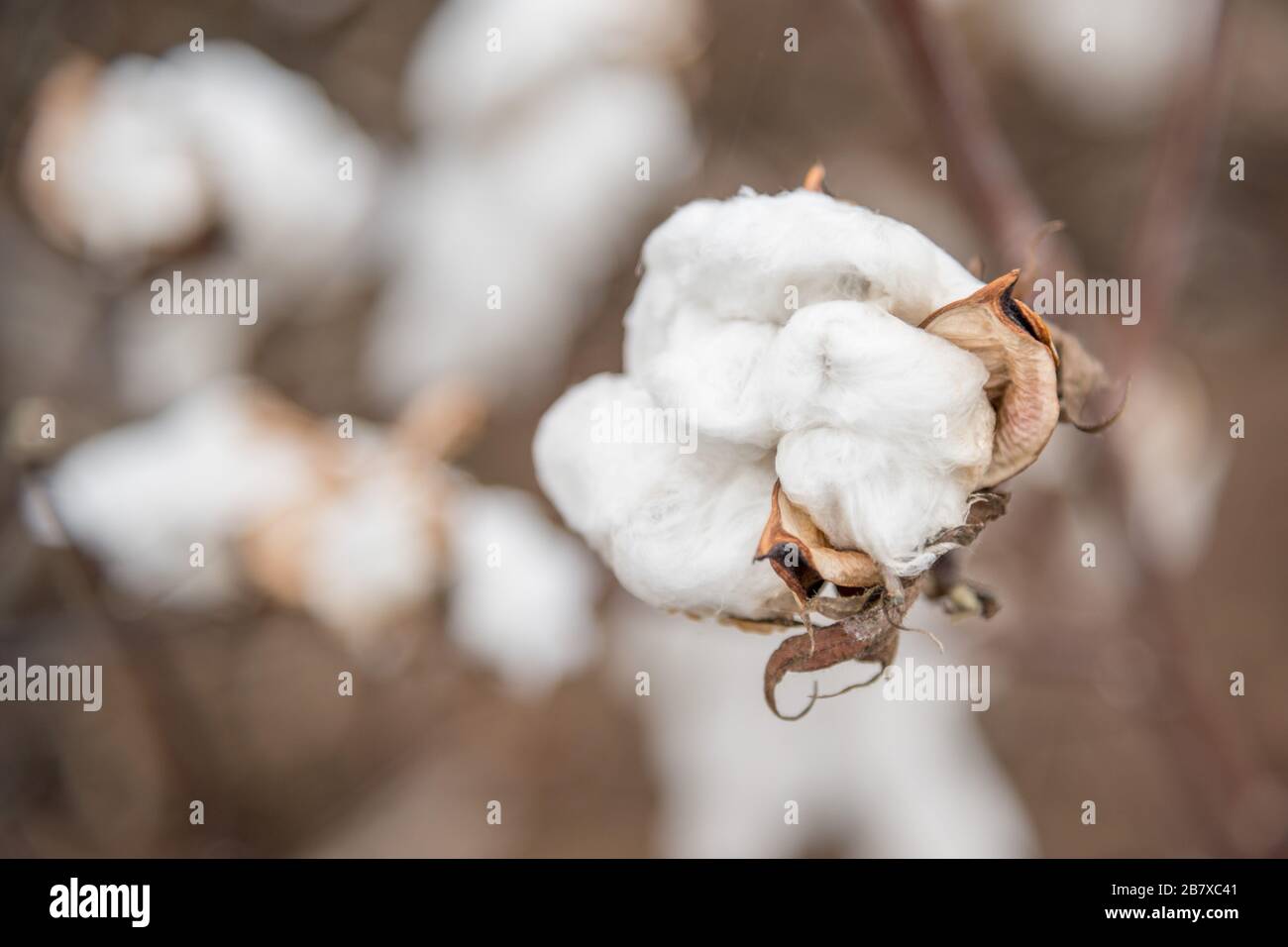 Organic cotton production hi-res stock photography and images - Alamy