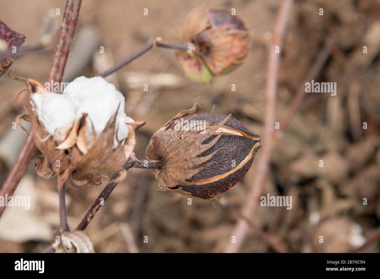 Cotton Plant Close-up Stock Photo - Alamy