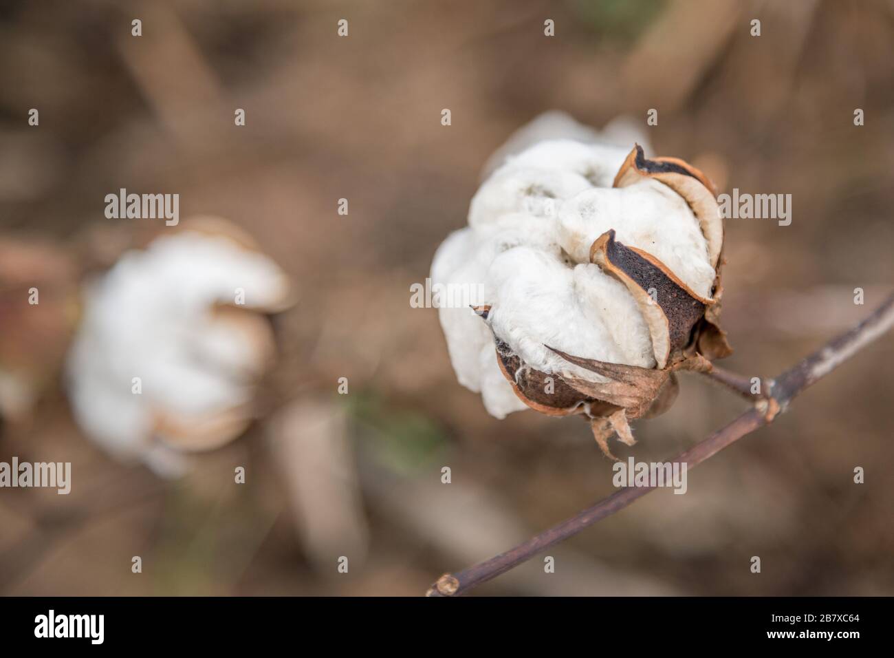 Cotton Plant Close-up Stock Photo - Alamy