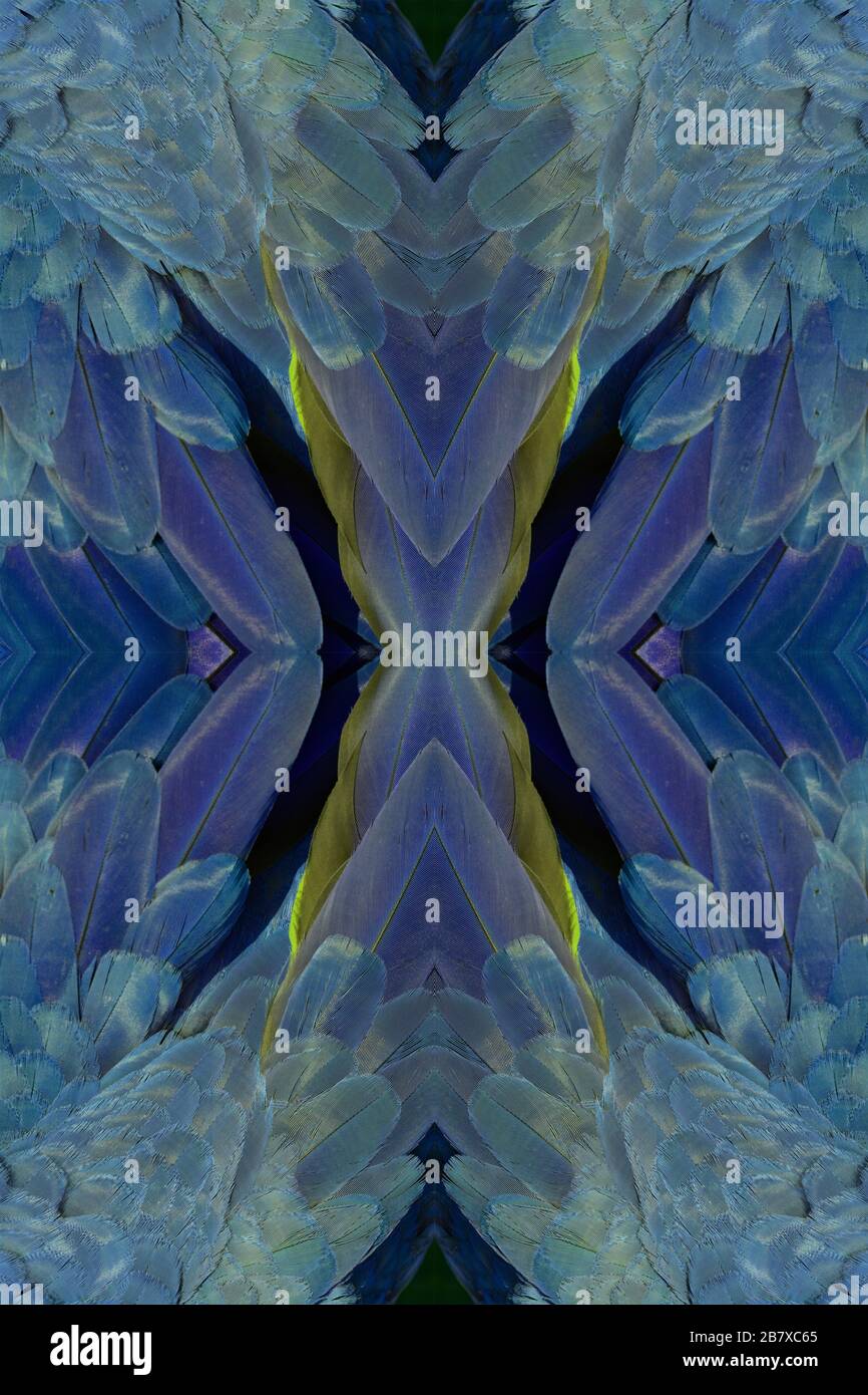 beautiful Blue-and-yellow Macaw (Ara ararauna), also known as the Blue ...