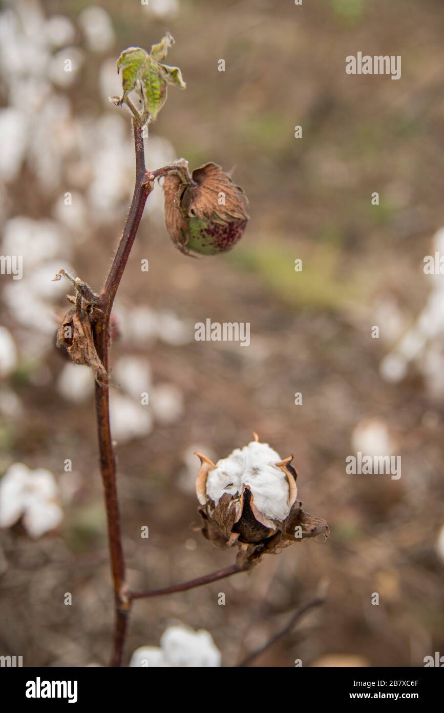 Cotton boll husk hi-res stock photography and images - Alamy