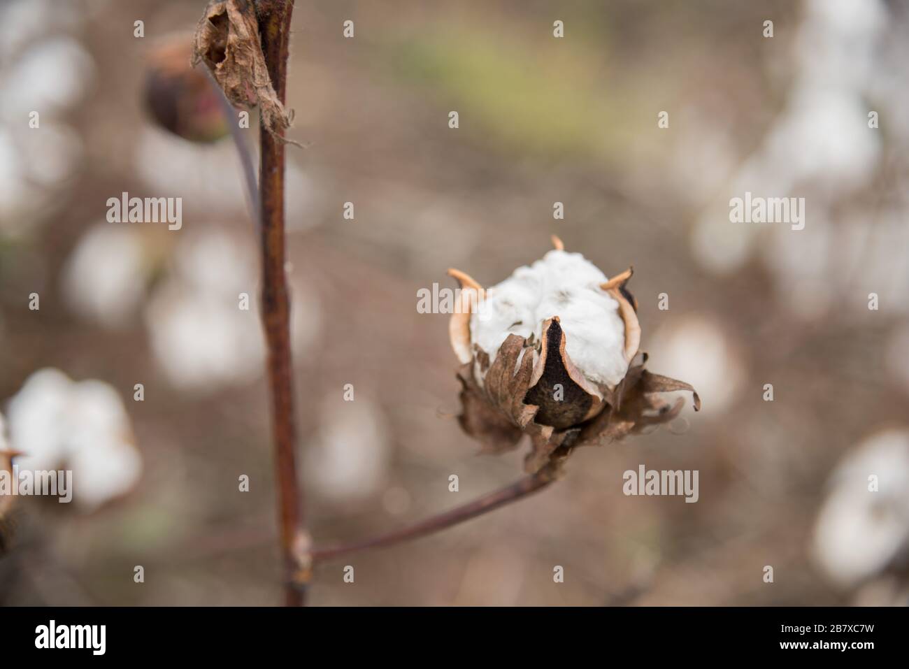 Cotton boll husk hi-res stock photography and images - Alamy
