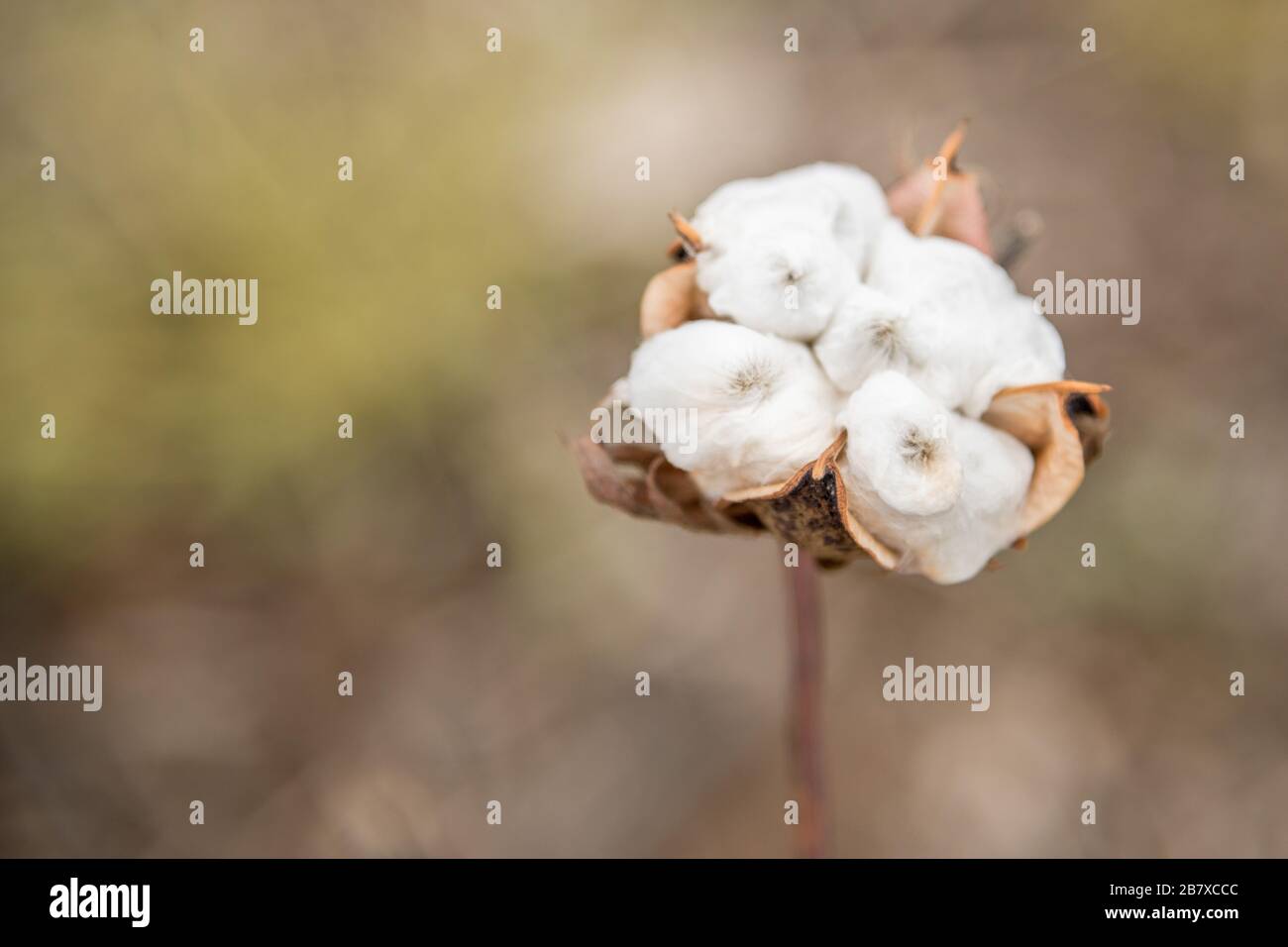 Cotton Plant Close-up Stock Photo - Alamy