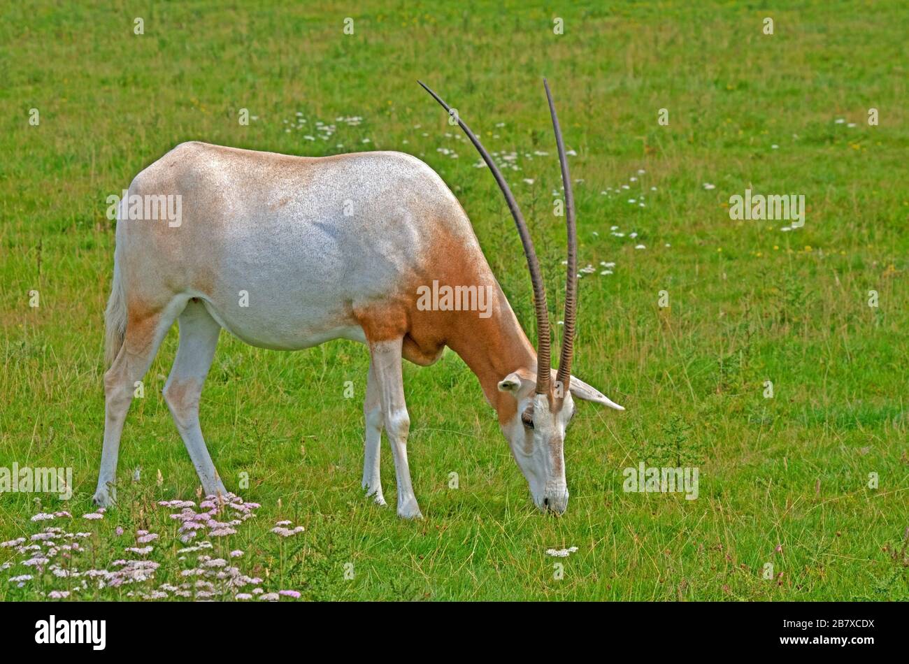 Dammah hi-res stock photography and images - Alamy