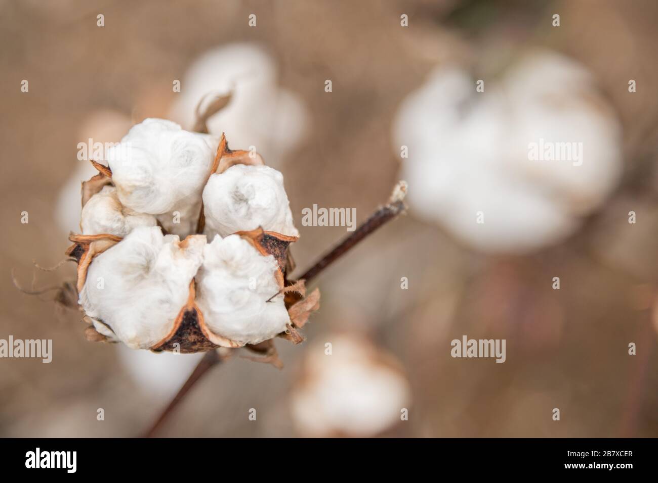 Raw cotton production hi-res stock photography and images - Alamy