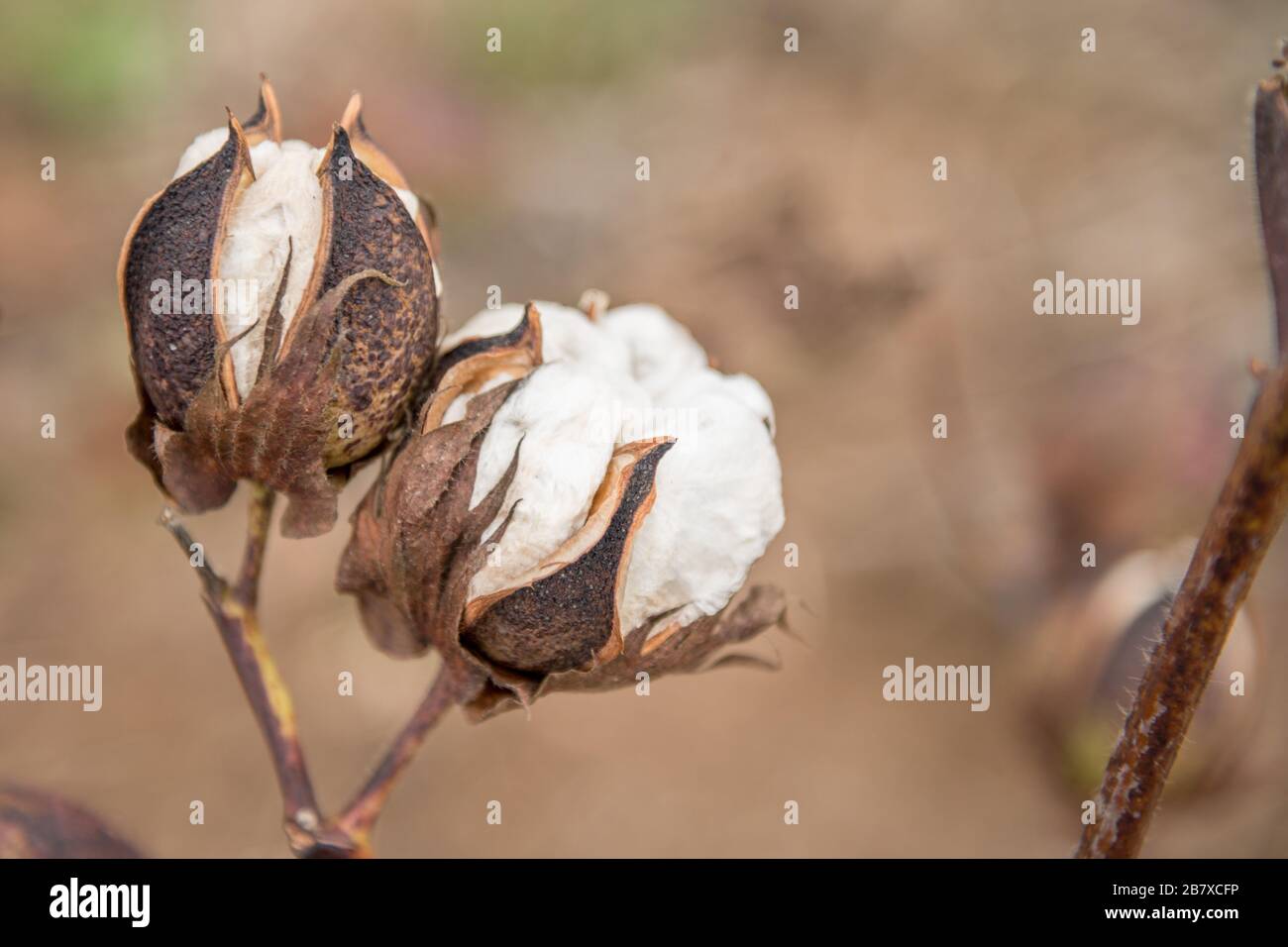 Cotton Plant Close-up Stock Photo - Alamy