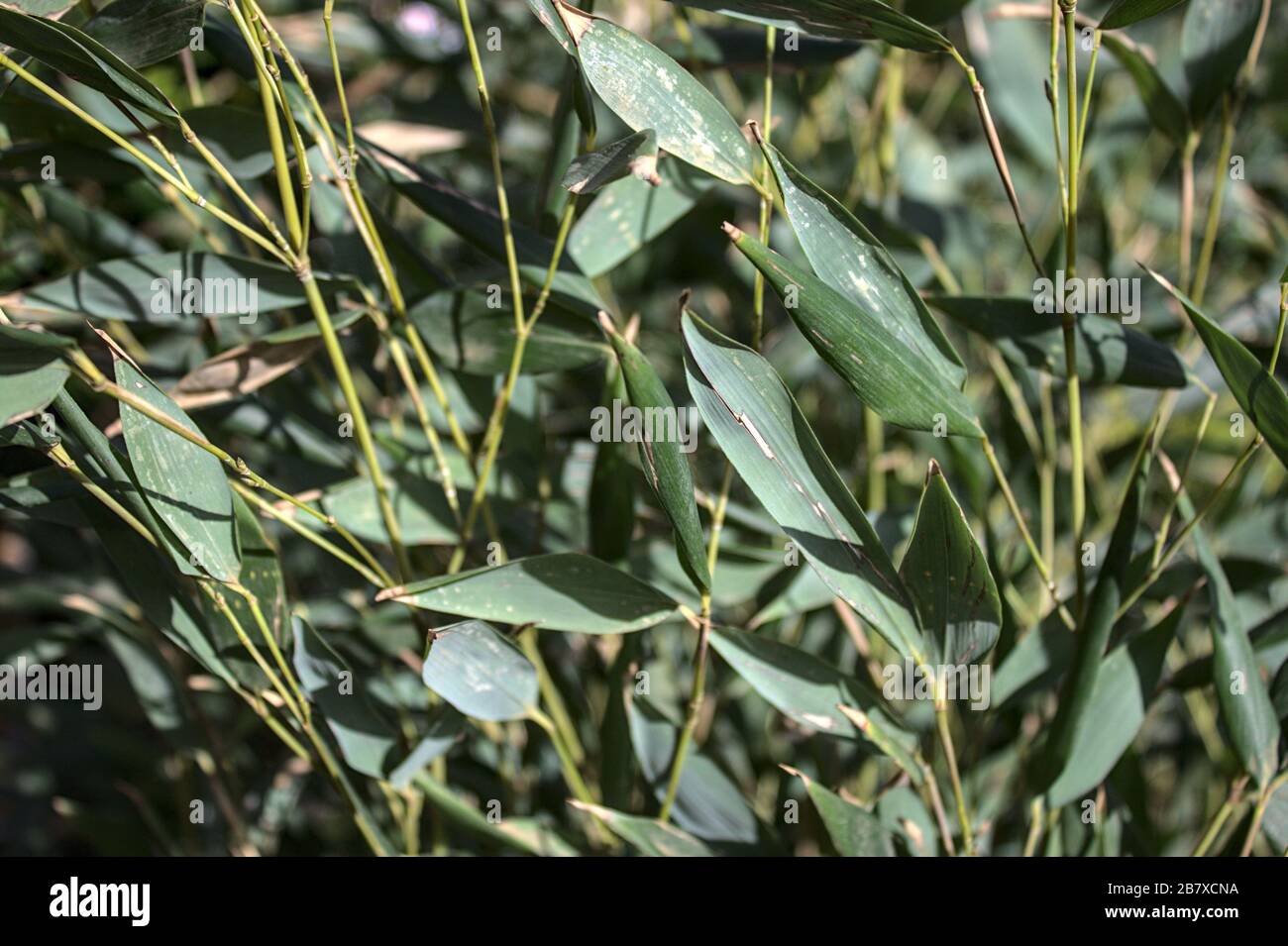 The picture shows beautiful bamboo in the garden Stock Photo - Alamy