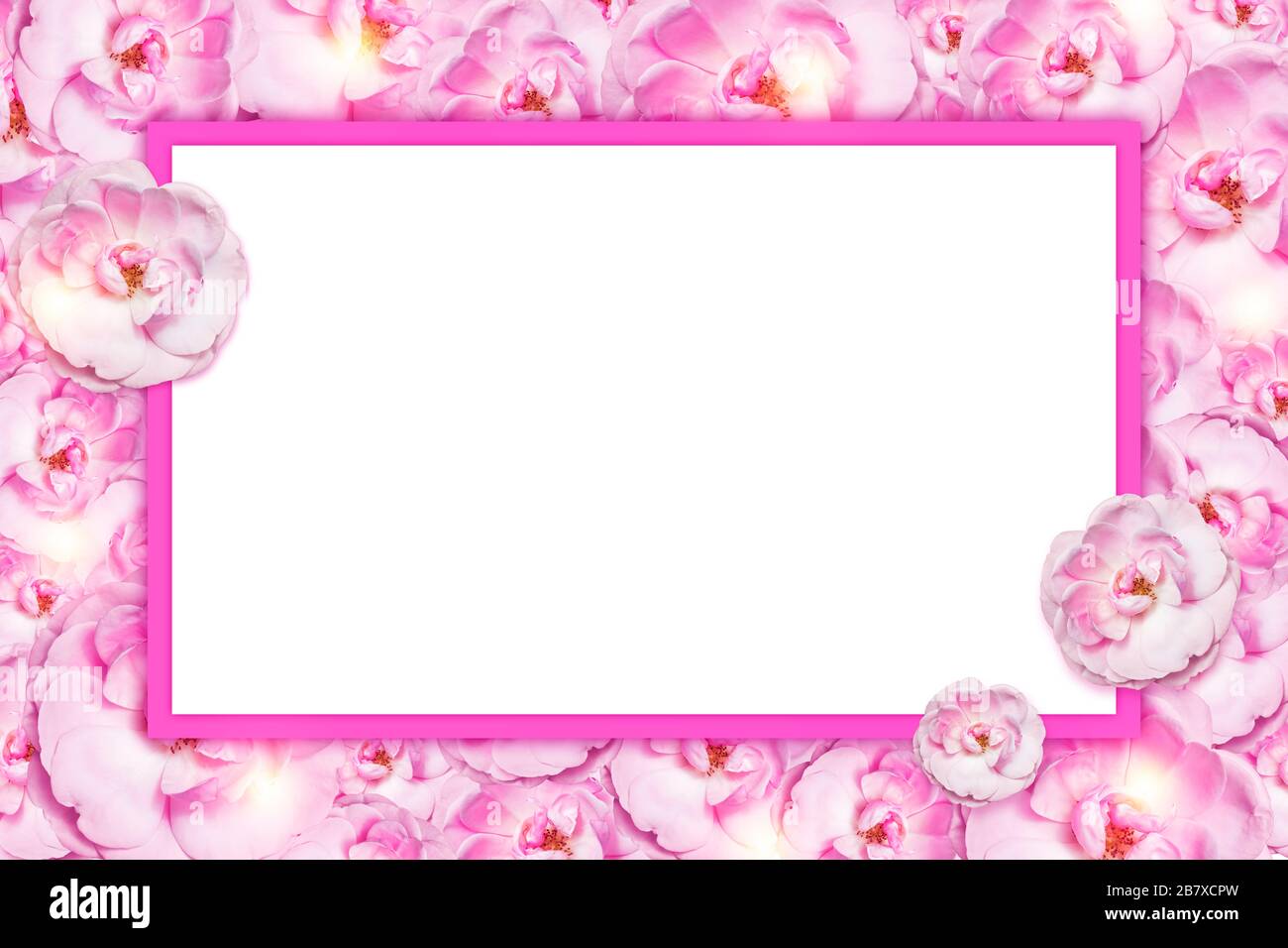 Festive composition of a background of pink peonies and a white frame ...