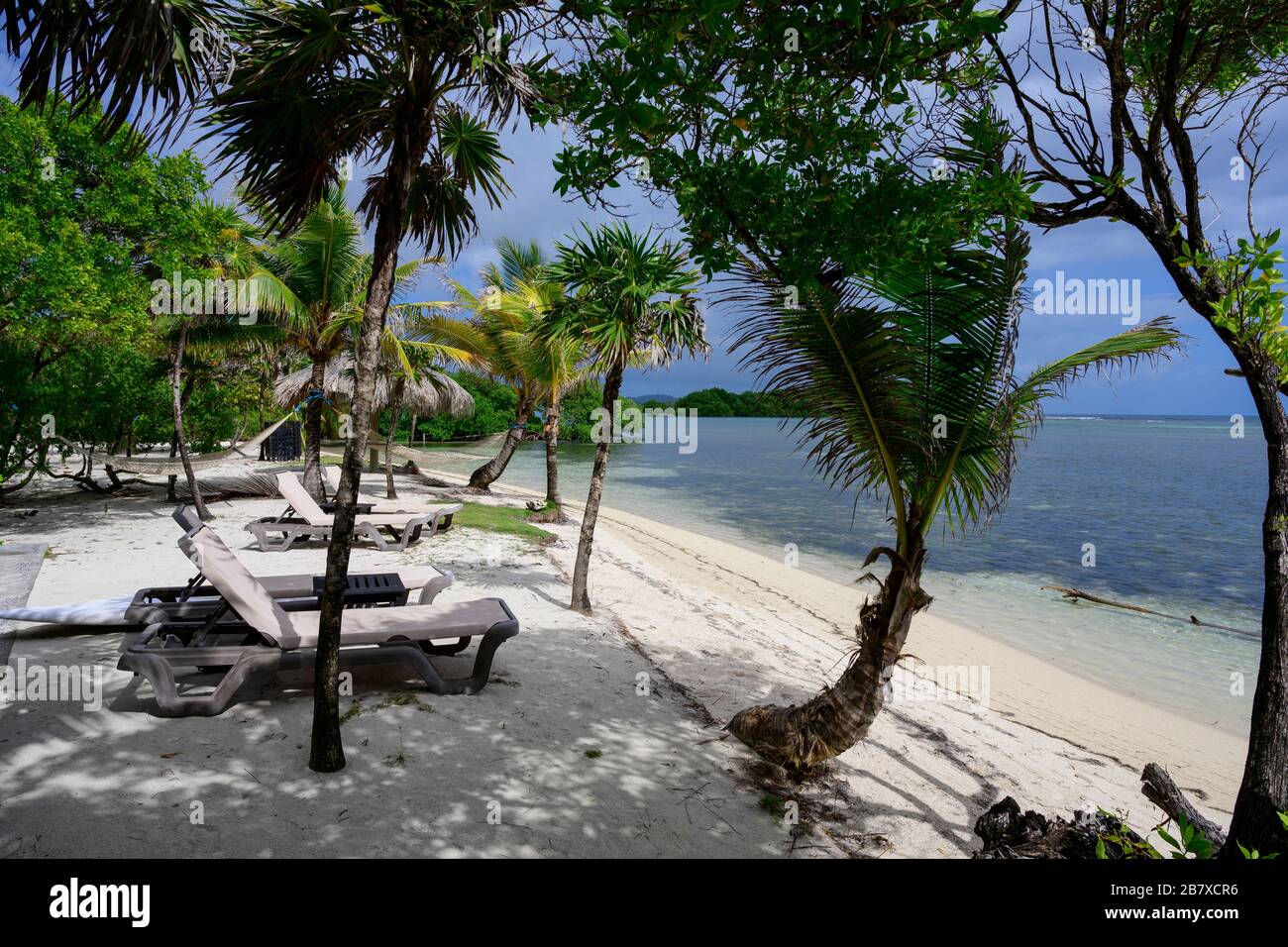 Palm Trees on beach, South Side, Barefoot Cay, Roatan, Honduras Stock ...