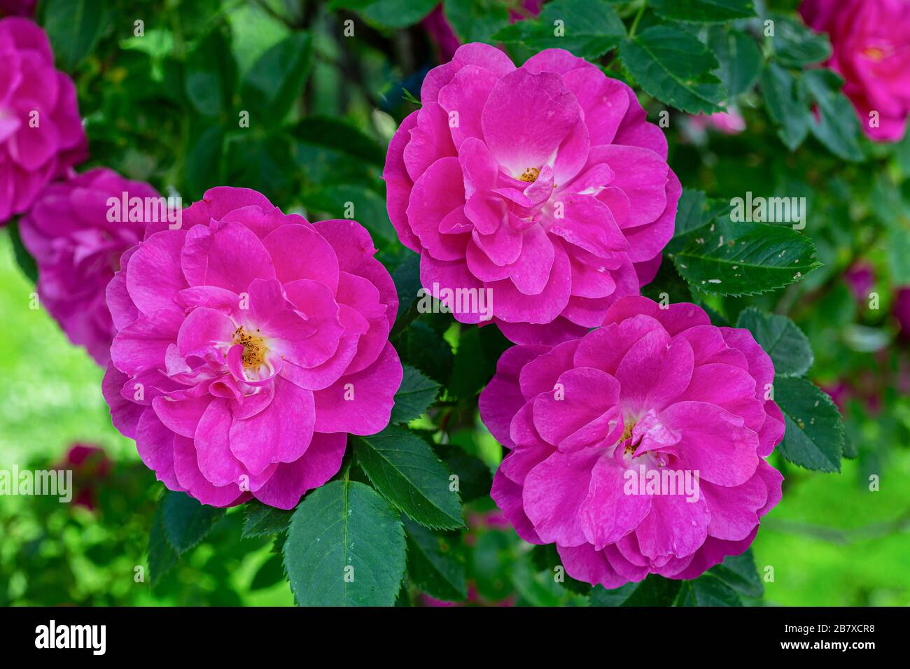 Rugosa rose hi-res stock photography and images - Alamy
