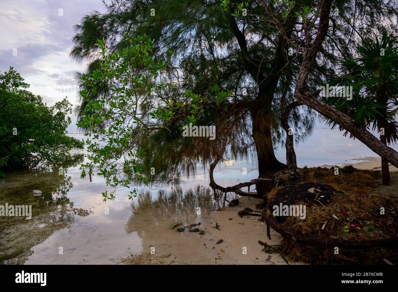 Trees on beach, South Side, Barefoot Cay, Roatan, Honduras Stock Photo ...