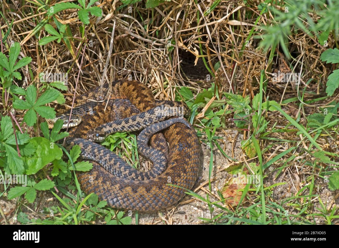 TWO ADDERS Viper Vipera Berus (2 Stock Photo - Alamy