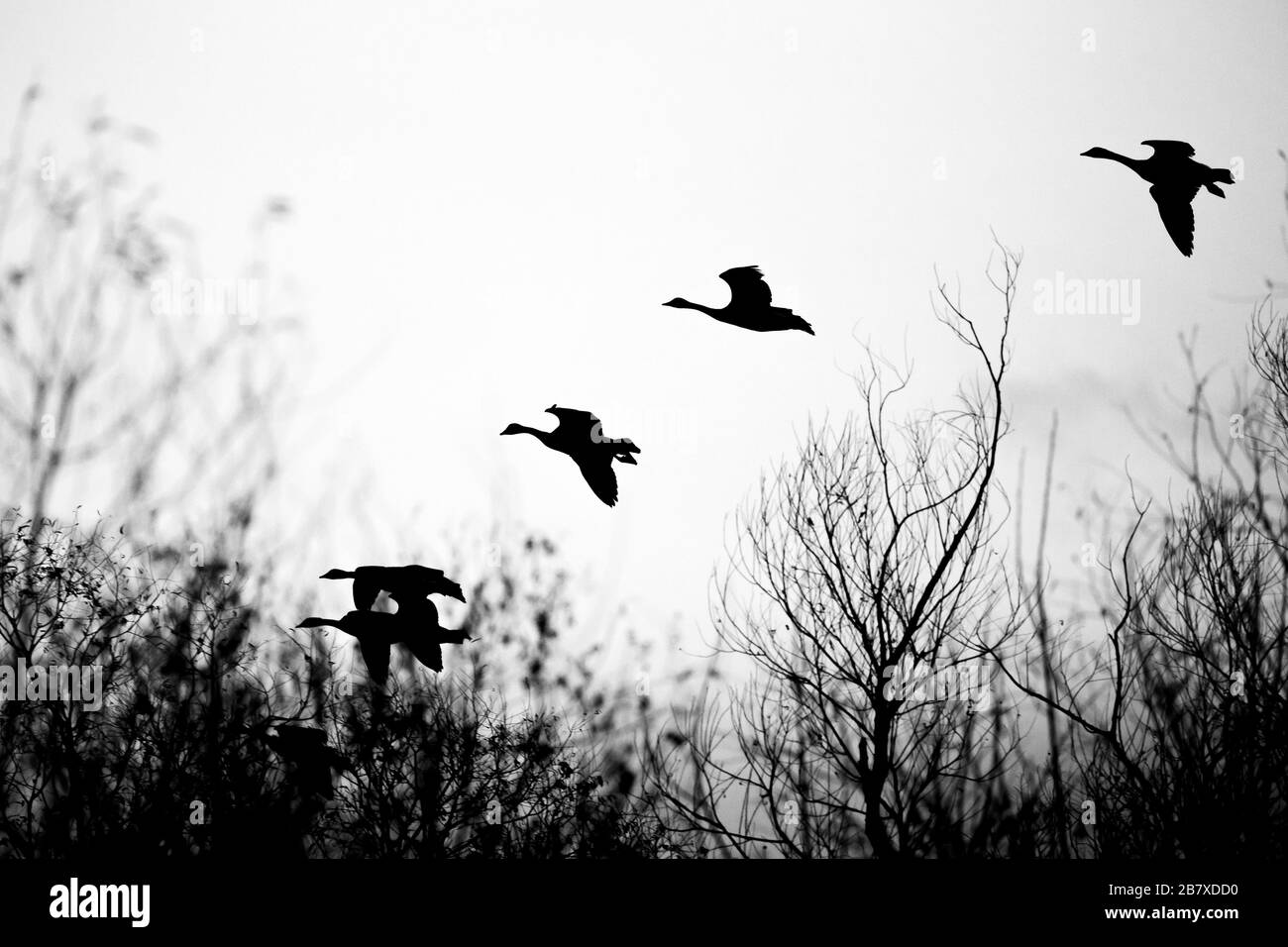 Large cupped group Black and White Stock Photos & Images - Alamy