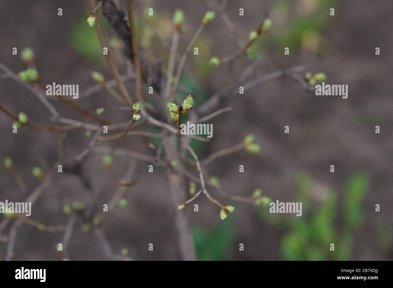 Tree branch with buds background, spring. image spring tree branch on ...