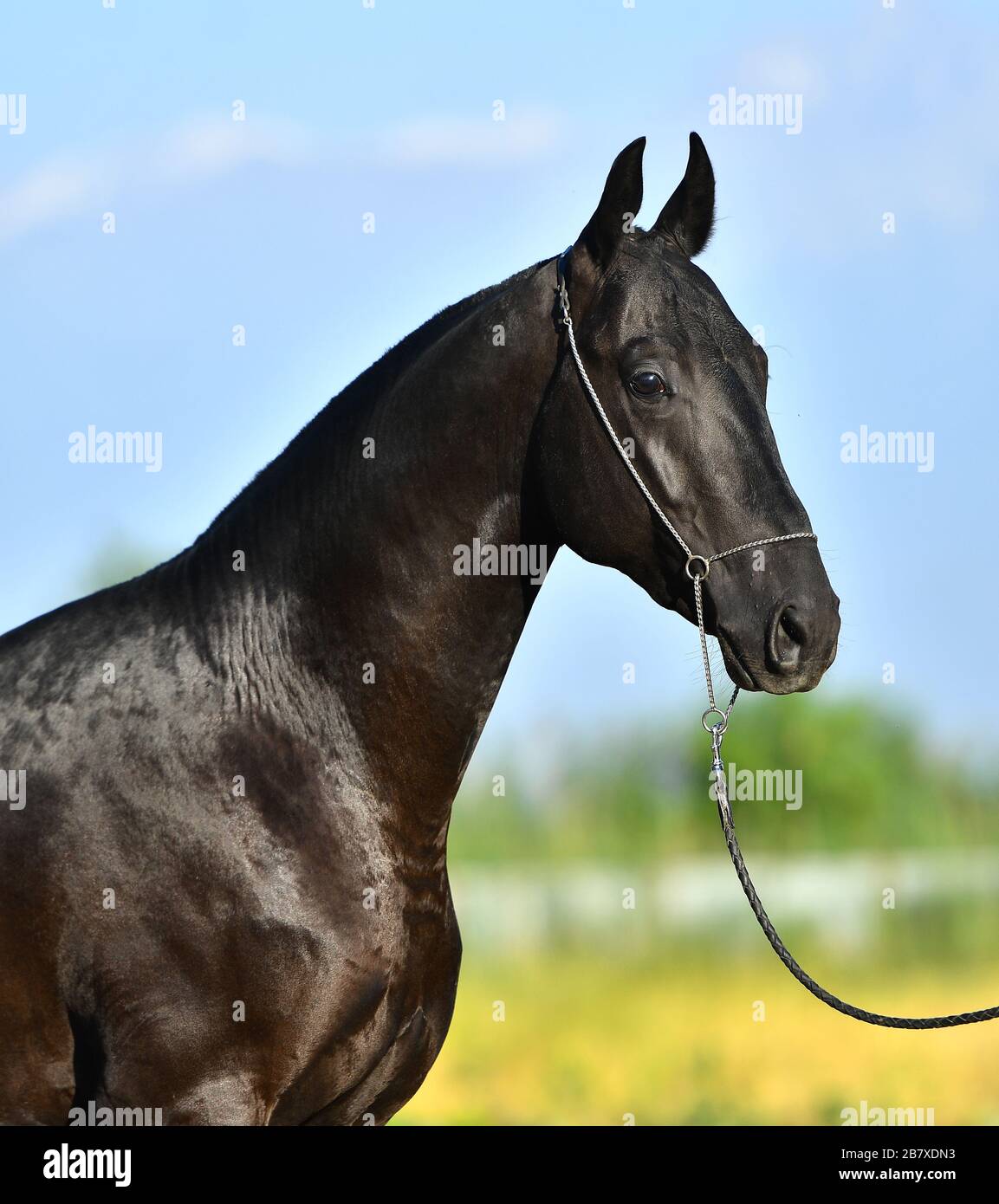 Black Akhal Teke stallion in a show halter posing outside in summer ...
