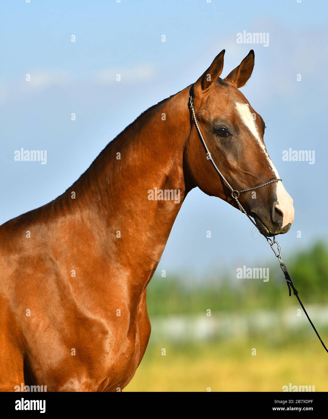 Akhal Teke Chestnut
