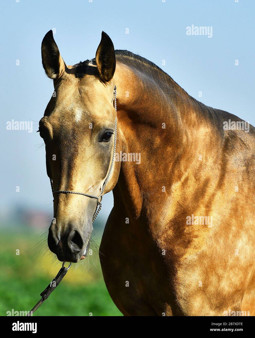 Akhal Teke Head