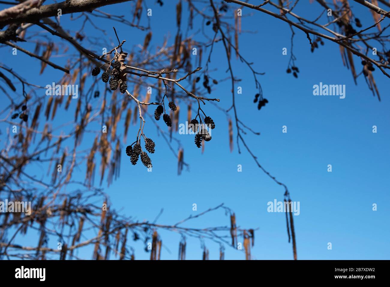 Alnus glutinosa fruit hi-res stock photography and images - Alamy