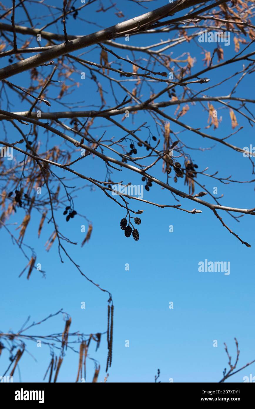 Alnus glutinosa fruit hi-res stock photography and images - Alamy