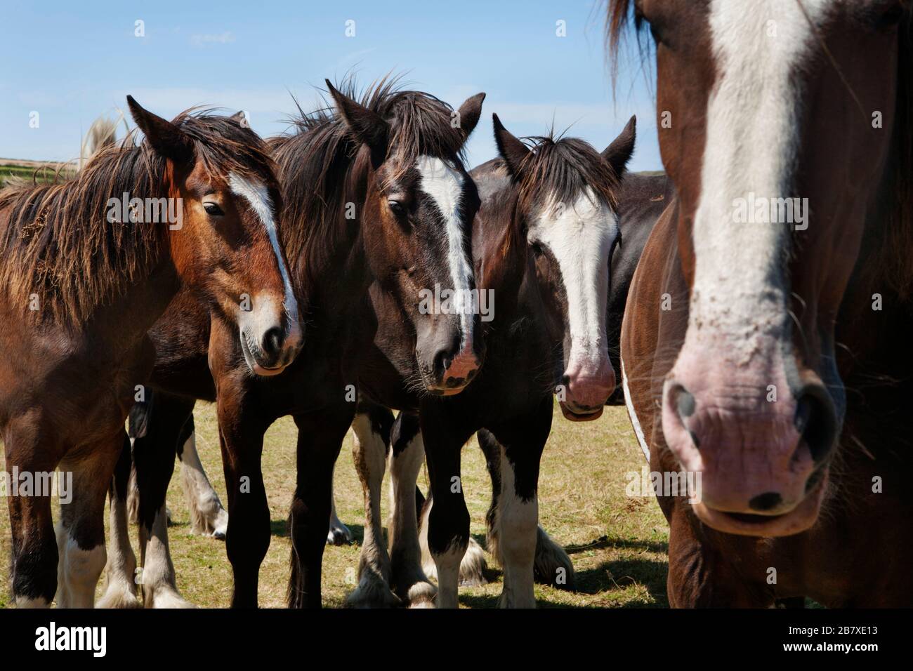 Team Of Heavy Horses High Resolution Stock Photography and Images - Alamy