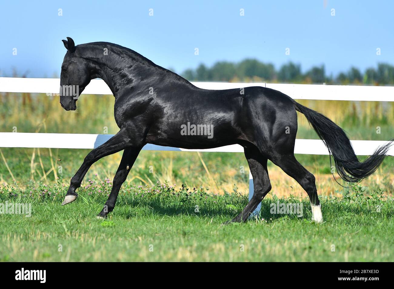 Black Akhal Teke stallion galloping along paddock fence. Side view, in ...