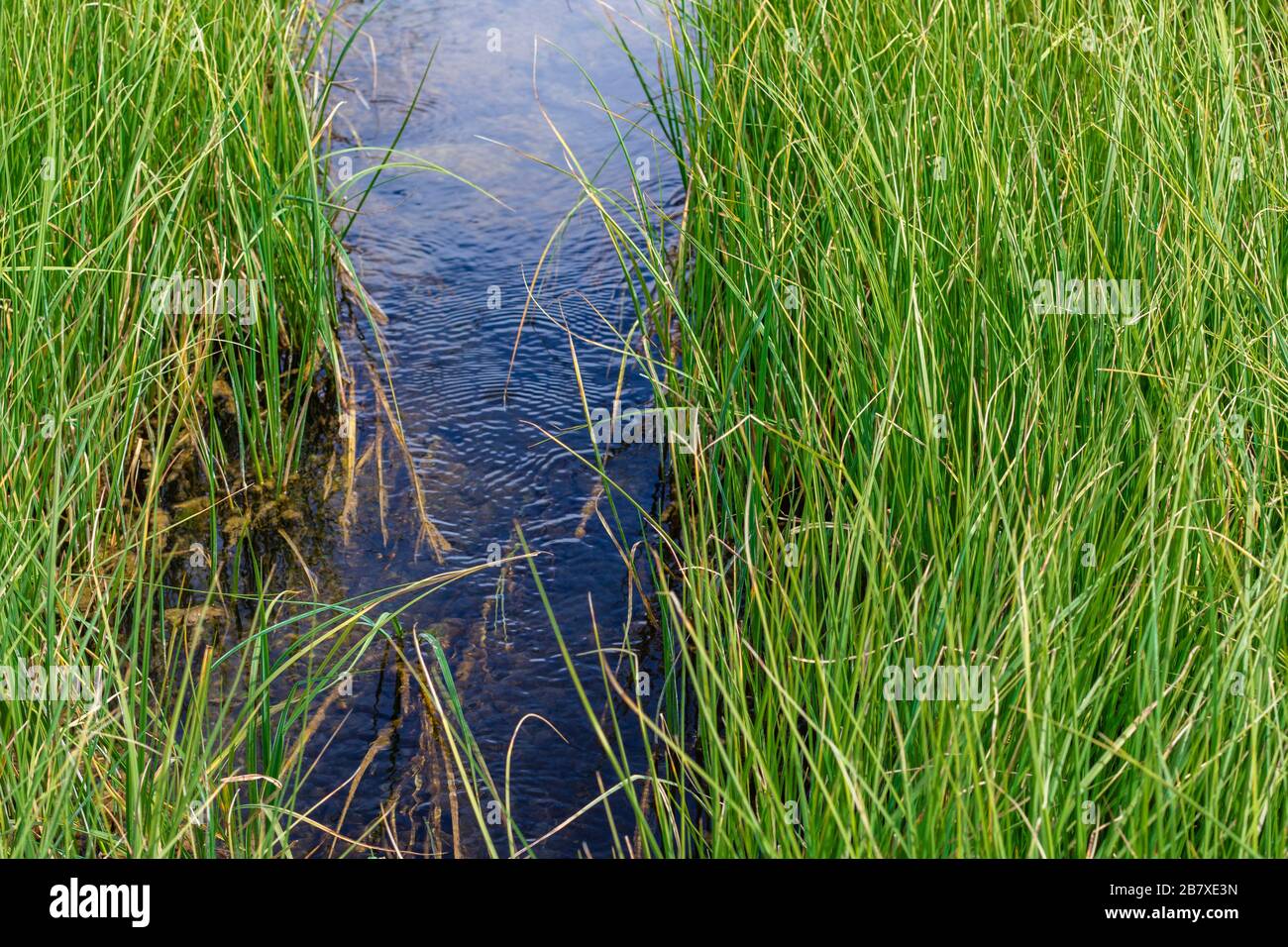 stream of pure water in nature flows between high grass with copy space ...
