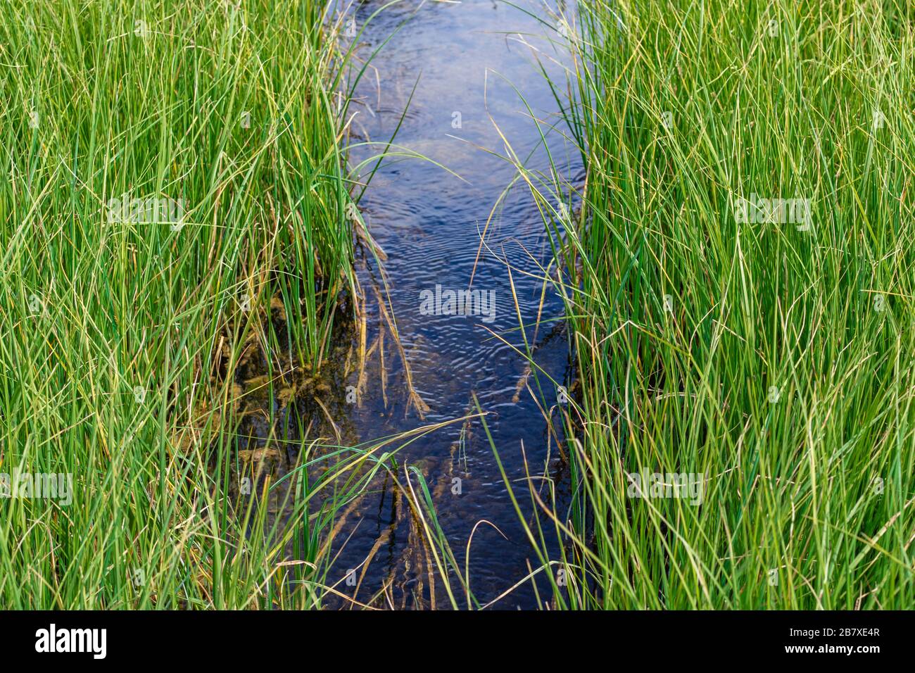 stream of pure water in nature flows between high grass. Background ...