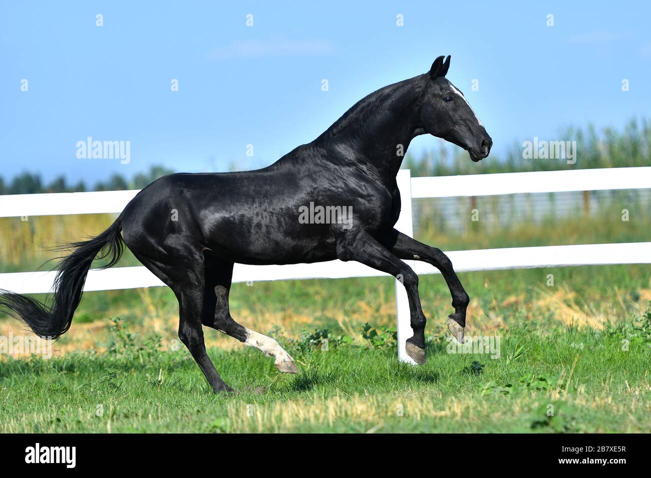 Black Akhal Teke stallion galloping along paddock fence. Side view, in ...