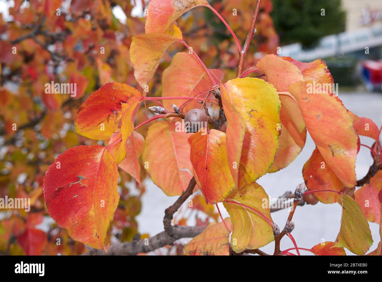 Pyrus calleryana hi-res stock photography and images - Alamy